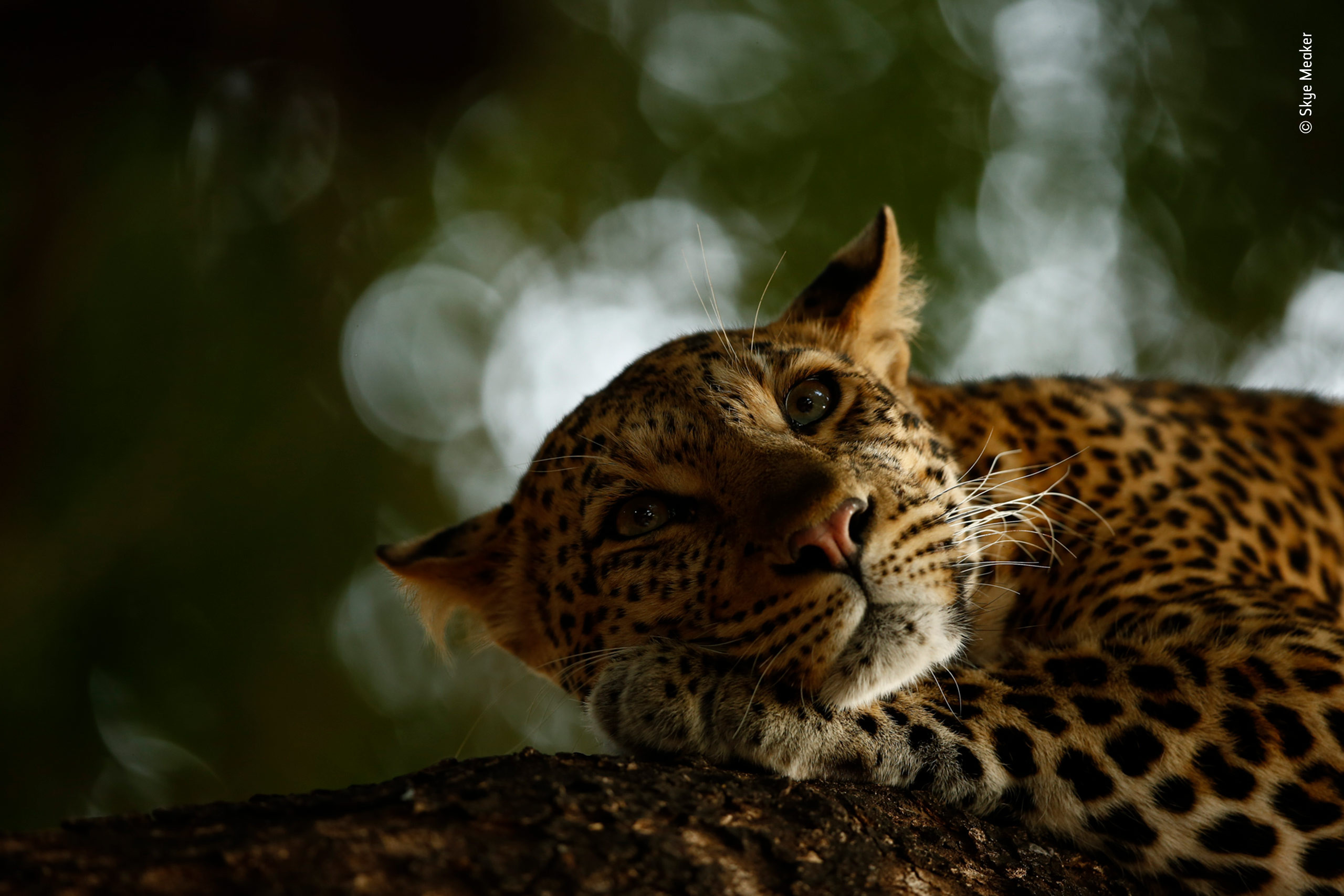 Wildlife Fotografien des Jahres 2018 | Knesebeck Verlag